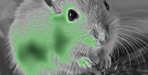 MICE Quotient - Definition, Anleitung und Beispiele zur Schreibtechnik